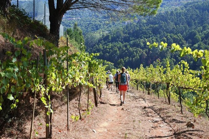 Private Vinho Verde Region Wine Tour From Porto Including Lunch - Traveler Feedback and Recommendations