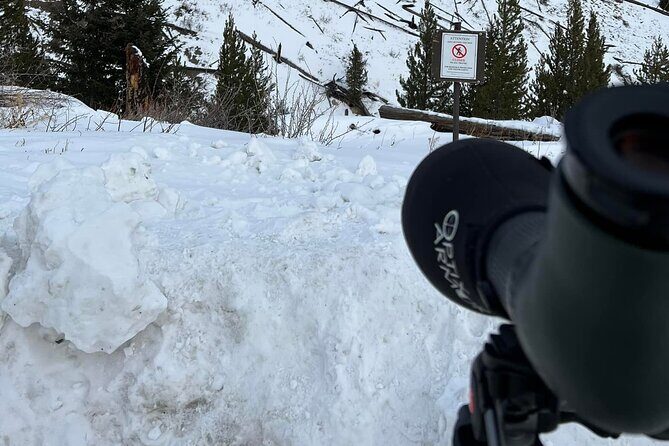 Private/VIP Wildlife Winter Safari of Yellowstone - How It Compares to Other Tours