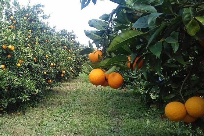 Private visit to the cellars of Etna with wine tasting - What Do the Reviews Say?