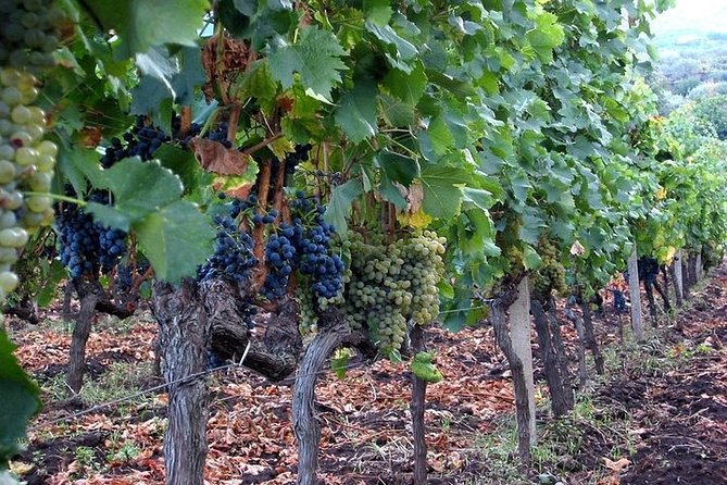Private visit to the cellars of Etna with wine tasting - FAQ