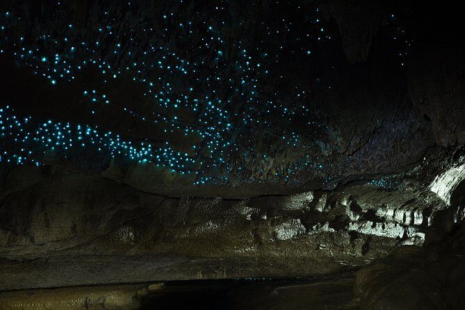 Private Waitomo Caves Tour - Auckland Tour House - Introduction