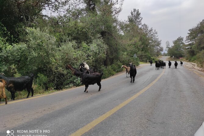 Private walk like a local Bodrum tour - Authentic Experiences Beyond the Main Sites
