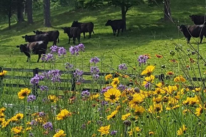 Private Walking Tour of a Real Working Cattle Ranch - FAQs
