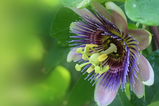 Private Waterfall, Rainforest, Chocolate Tour & Historical Sites - Tour Overview and Highlights