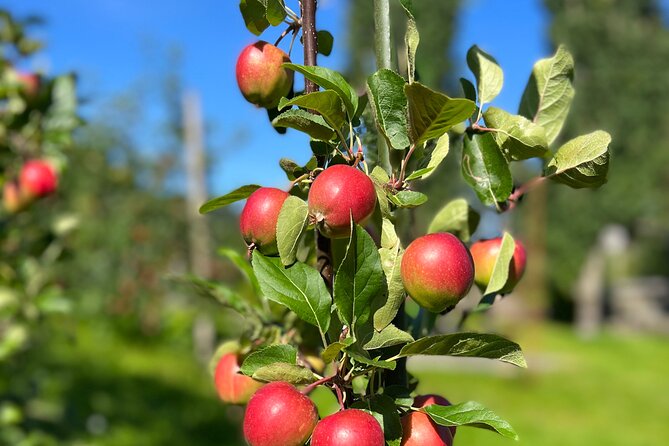 Private Waterfalls and Wonders Tour in Norway - Who Will Enjoy This Tour?
