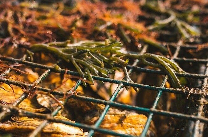 Private West Passage Oyster Tasting Aquaculture Tour - FAQs