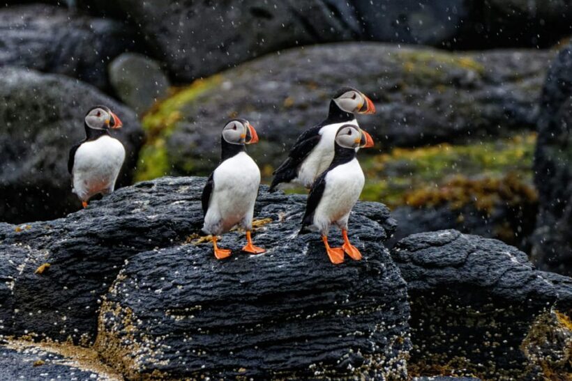 Private Westman Islands with Puffins and Belugas (Up to 8p) - Is It Worth the Price?
