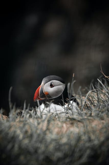Private Westman Islands with Puffins and Belugas (Up to 8p) - Wrapping Up