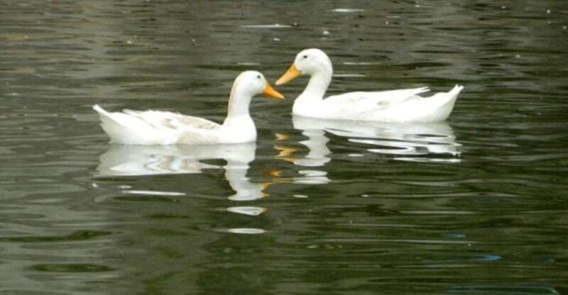 Private Wet Rice Growing Day Tour from Hanoi with Lunch - Key Points