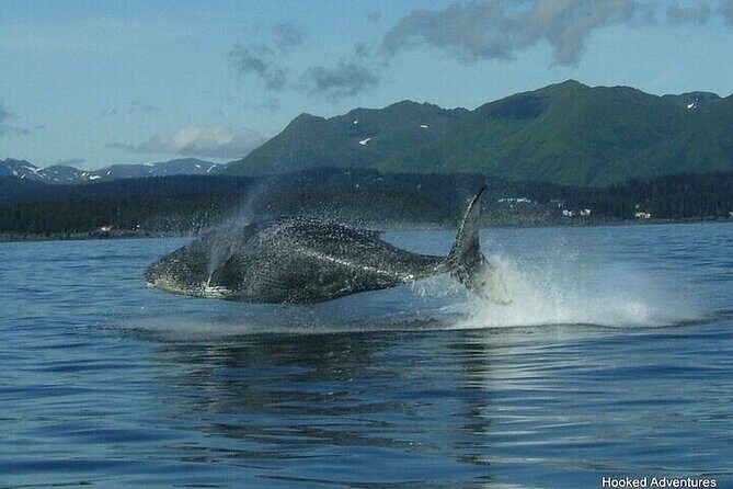 Private Whale and Wildlife Viewing - Key Points