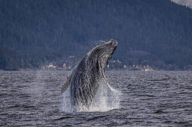 Private Whale and Wildlife Viewing - Pricing and Value