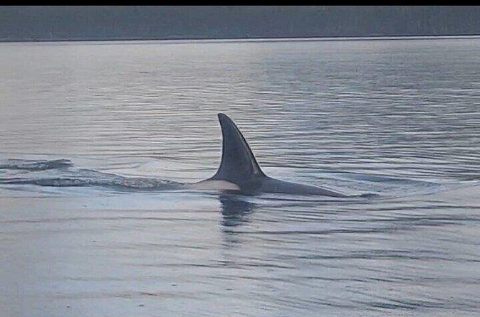 Private Whale and Wildlife Viewing - The Sum Up