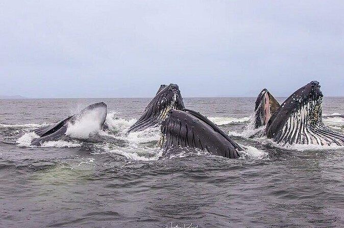 Private Whale and Wildlife Viewing - FAQ
