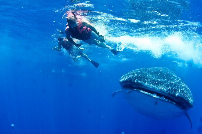 Private Whale Shark All Inclusive Experience - Setting the Scene: What’s the Tour About?