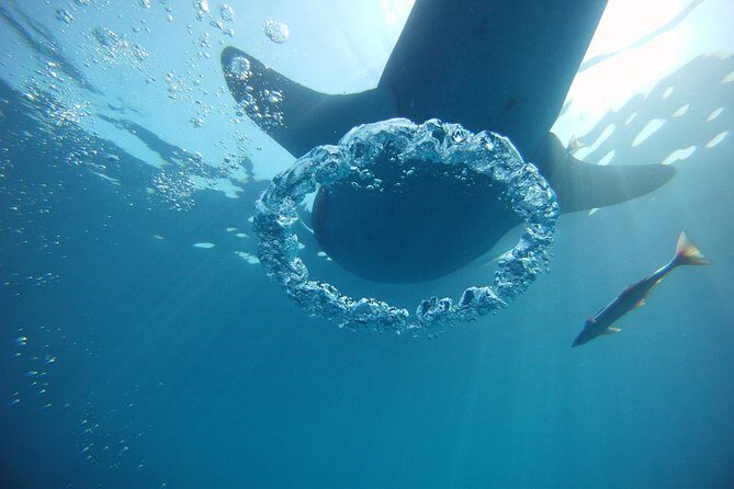Private Whale Shark All Inclusive Experience - Practical Tips for Future Travelers