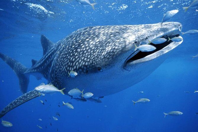 Private Whale shark Ecofriendly tour from Cancun - What Makes This Tour Special