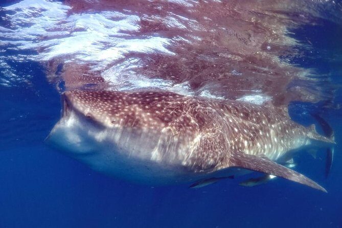 Private Whale shark Ecofriendly tour from Cancun - How the Experience Has Been Received