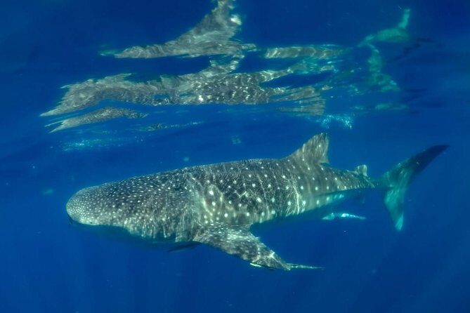 Private Whale shark Ecofriendly tour from Cancun - Who Should Consider This Tour?