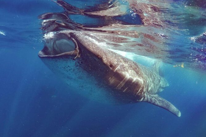 Private Whale shark Ecofriendly tour from Cancun - FAQ