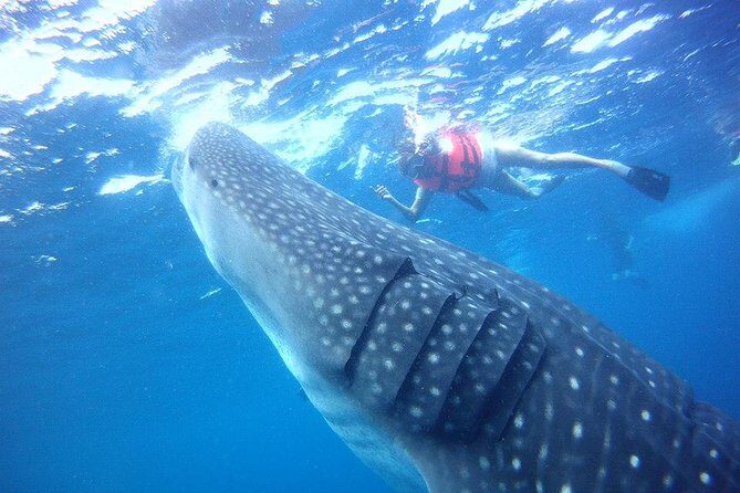 Private Whale Shark Ecofriendly Tour from Riviera Maya - Setting the Scene: Who This Tour Is For