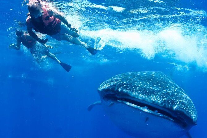 Private Whale Shark Ecofriendly Tour from Riviera Maya - What Makes This Tour Special