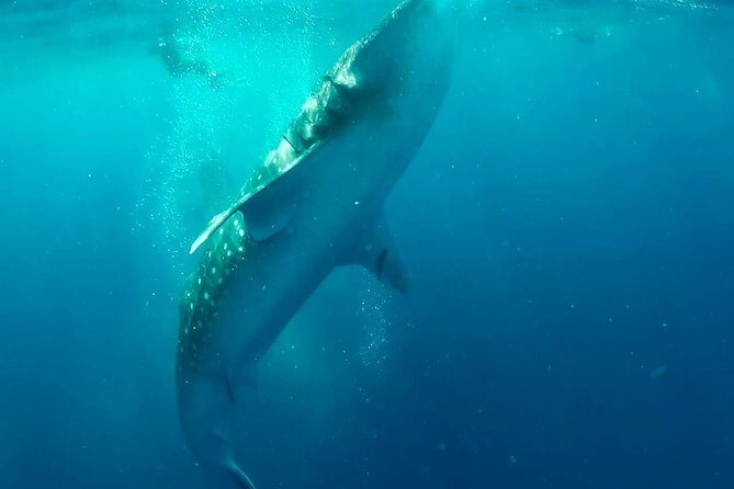 Private Whale Shark Ecofriendly Tour from Riviera Maya - Practical Considerations and Tips