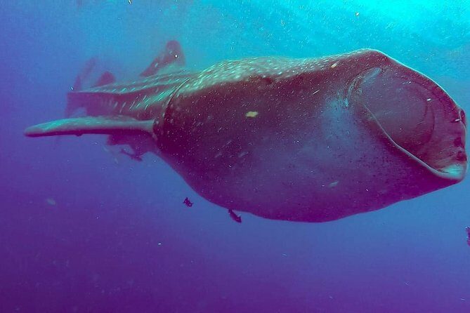 Private Whale Shark Ecofriendly Tour from Riviera Maya - Authentic Perspectives from Travelers