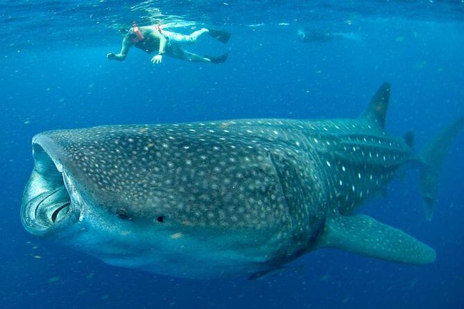 Private Whale Shark Ecofriendly Tour from Riviera Maya - Why This Tour Is Worth Considering
