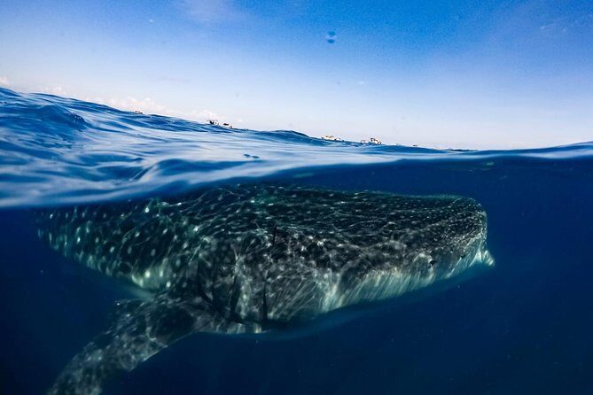 Private Whale Shark Ecofriendly Tour from Riviera Maya - Frequently Asked Questions