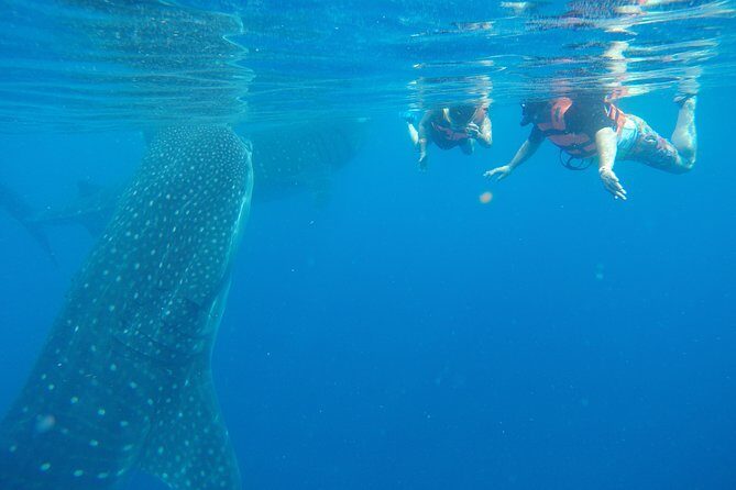 Private Whale Shark Tour from Cancun - The Experience from the Traveler’s Perspective