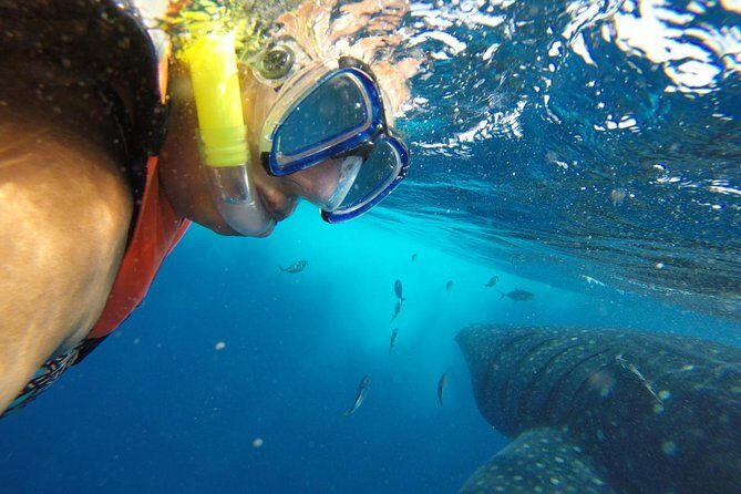 Private Whale Shark Tour from Cancun - Final Thoughts: Is This Tour Worth It?