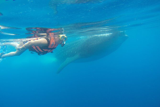 Private Whale Shark Tour from Cancun - FAQ (Frequently Asked Questions)