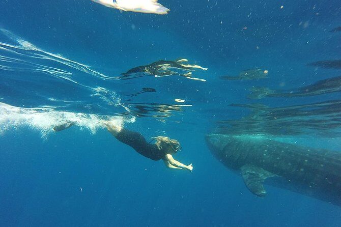 Private Whale Shark Tour from Cancun - Final Word
