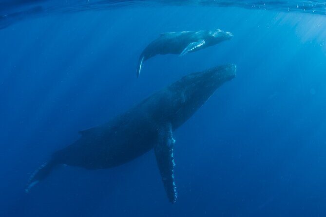 Private Whale Watch and Snorkel off Kaua'i - Setting the Scene: What You Can Expect
