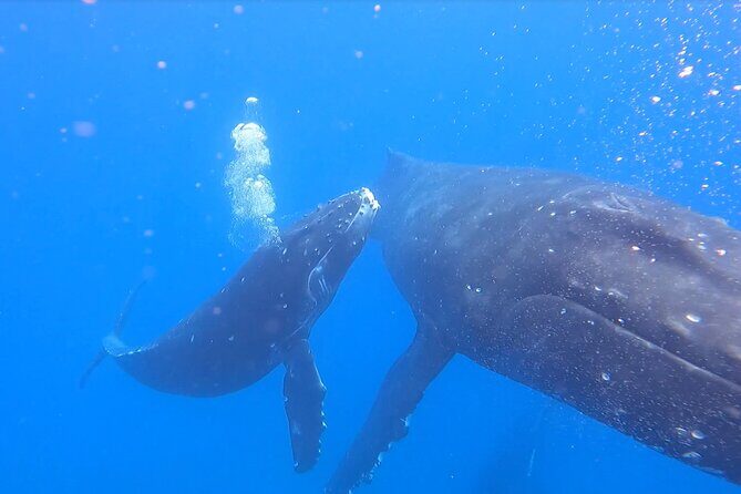 Private Whale Watch and Snorkel off Kaua'i - Authentic Experiences & Educational Value