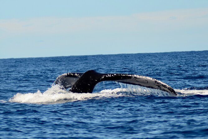 Private Whale Watch and Snorkel off Kaua'i - The Practicalities: What You Need to Know