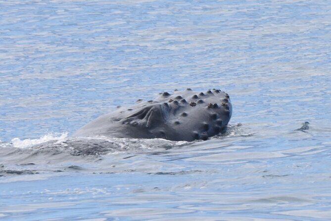 Private Whale Watch and Snorkel off Kaua'i - The Experience’s Strengths