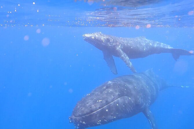 Private Whale Watch and Snorkel off Kaua'i - Who Should Book This Tour?