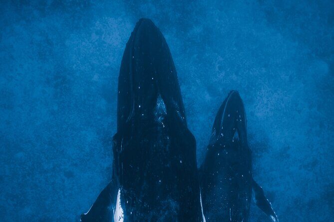 Private Whale Watching Activity - Final Thoughts