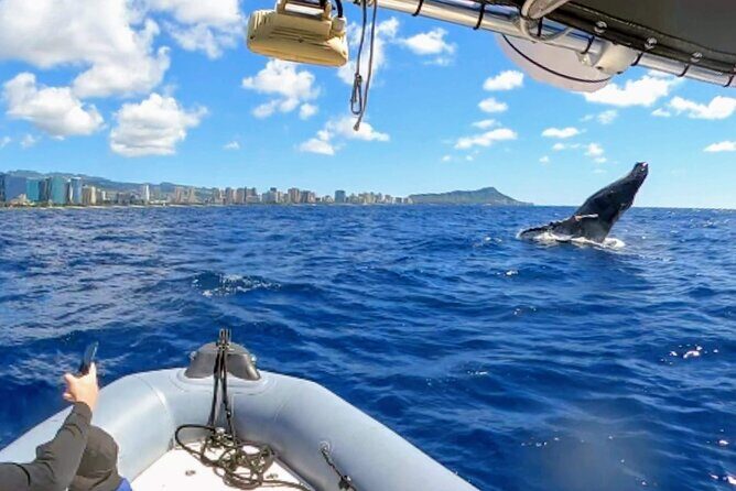 Private Whale Watching Adventure - An In-Depth Look at the Whale Watching Tour