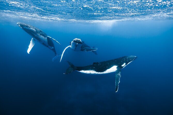 Private Whale Watching Adventure in Mo'orea - An honest look at the experience