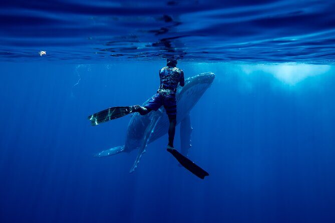 Private Whale Watching Adventure in Mo'orea - Itinerary and what to expect