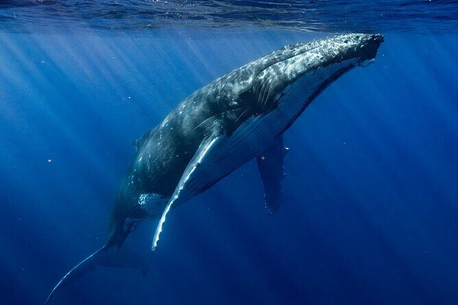 Private Whale Watching Adventure in Mo'orea - Who would benefit most from this tour?
