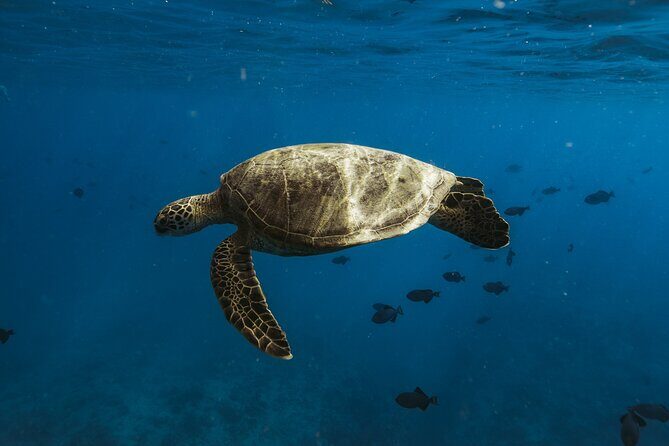 Private Whale Watching and Coastal Swimming Tour Honolulu - In Closing