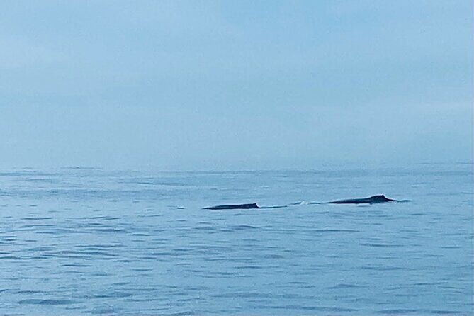 Private Whale Watching and Dolphin Excursion - What to Expect from the Tour