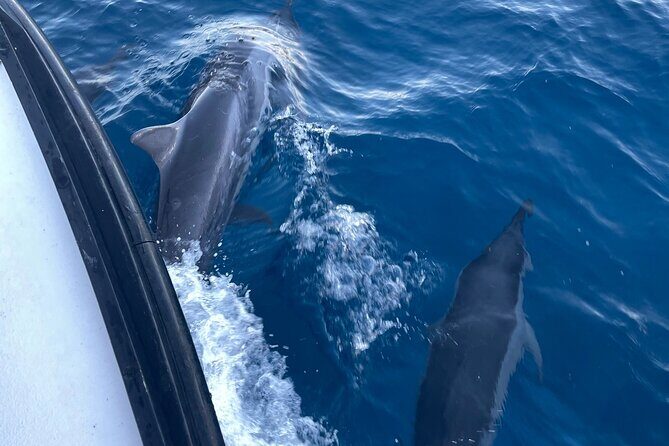 Private Whale Watching and Dolphin Excursion - Is It Worth the Price?