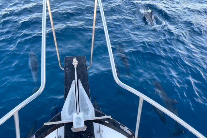 Private Whale Watching and Dolphin Excursion - Who Would Love This Tour?