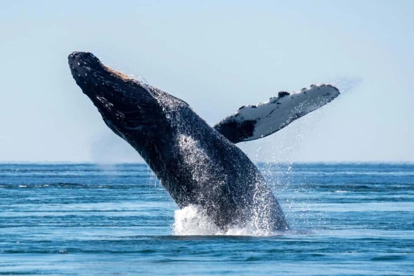 Private: Whale-Watching & Beach Escape from Punta Cana - Key Points