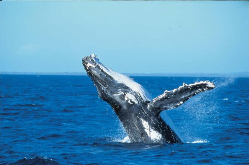 Private: Whale-Watching & Beach Escape from Punta Cana - Price and Value