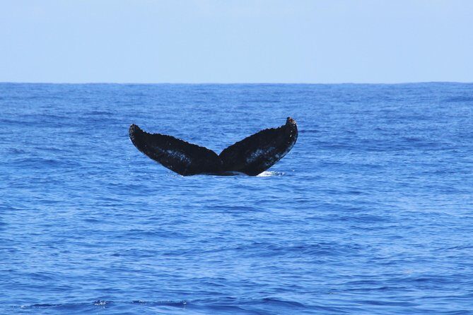 Private Whale Watching Charter (Grand Turk) - An In-Depth Look at the Whale Watching Experience